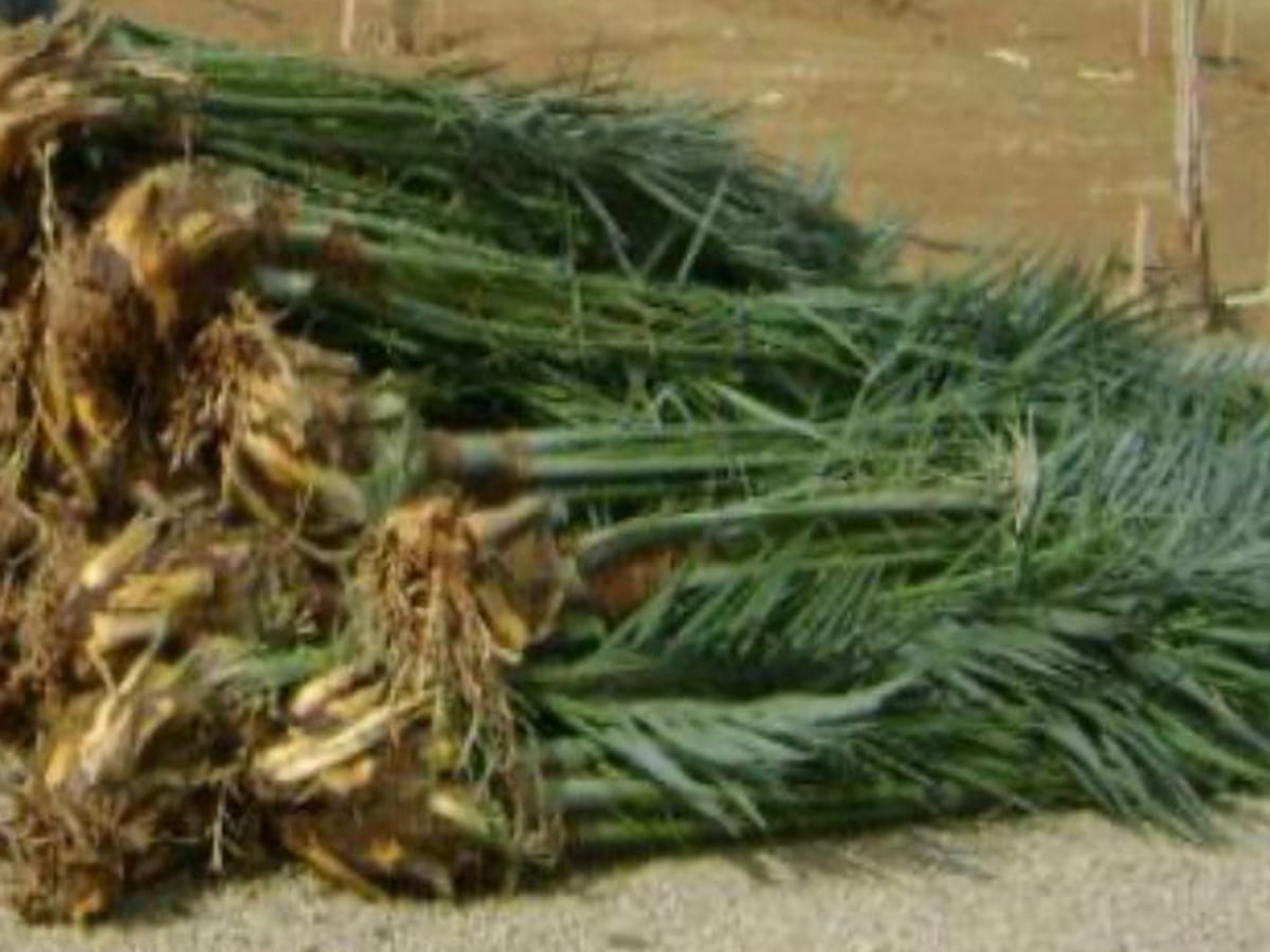 تجذير فسائل نخيل التمر Phoenix Dactylifera L الصغيرة بأستعمال الاوكسينات والمحلول المغذي