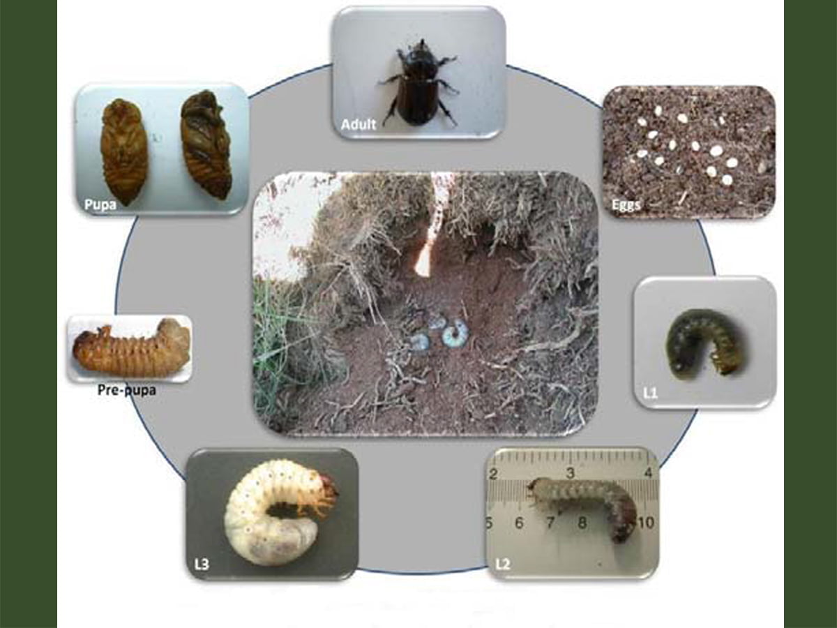The Rhinoceros Beetle Oryctes agamemnon arabicus in Tunisia: Current ...